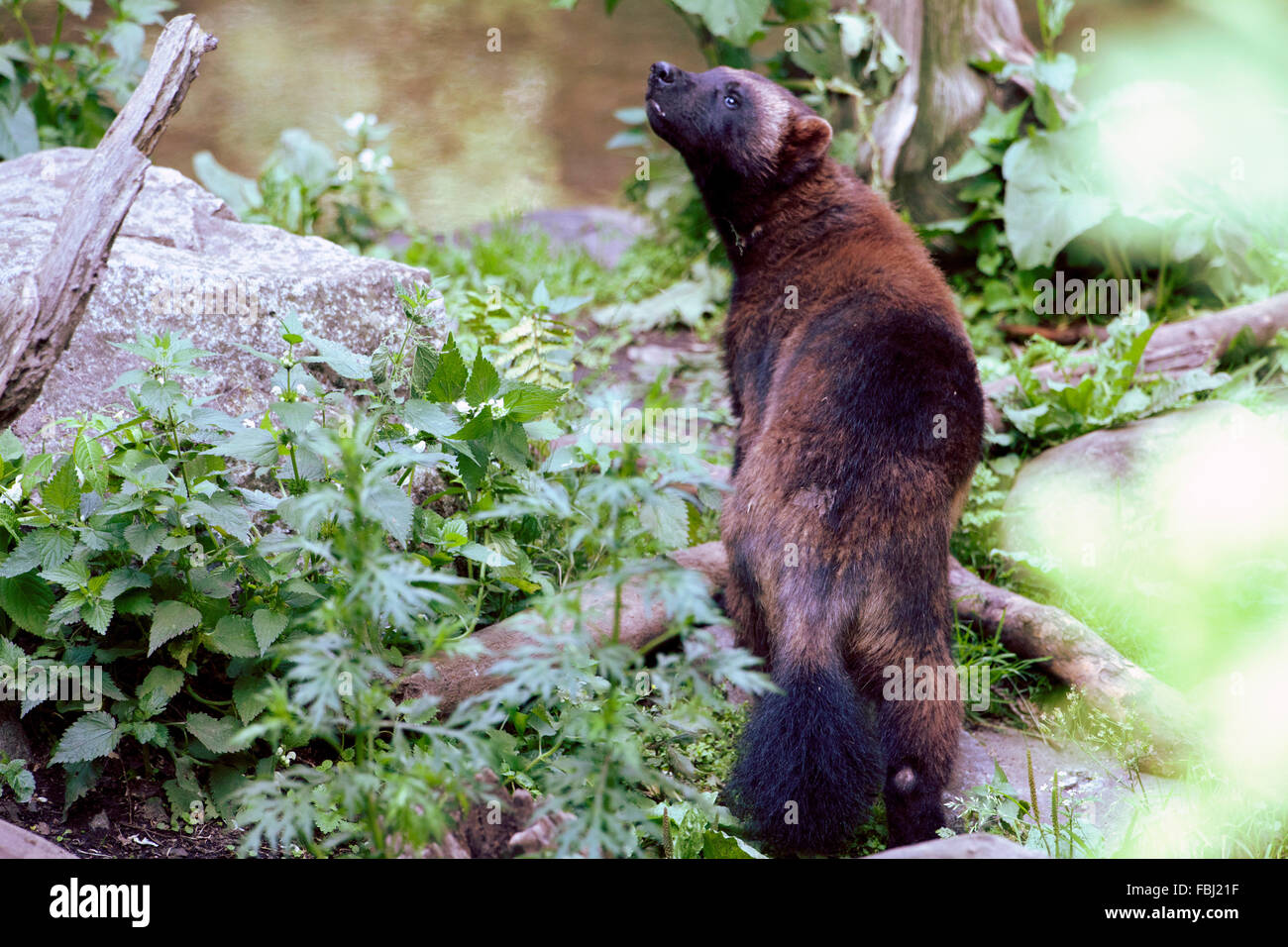 Bears stomach hi-res stock photography and images - Alamy