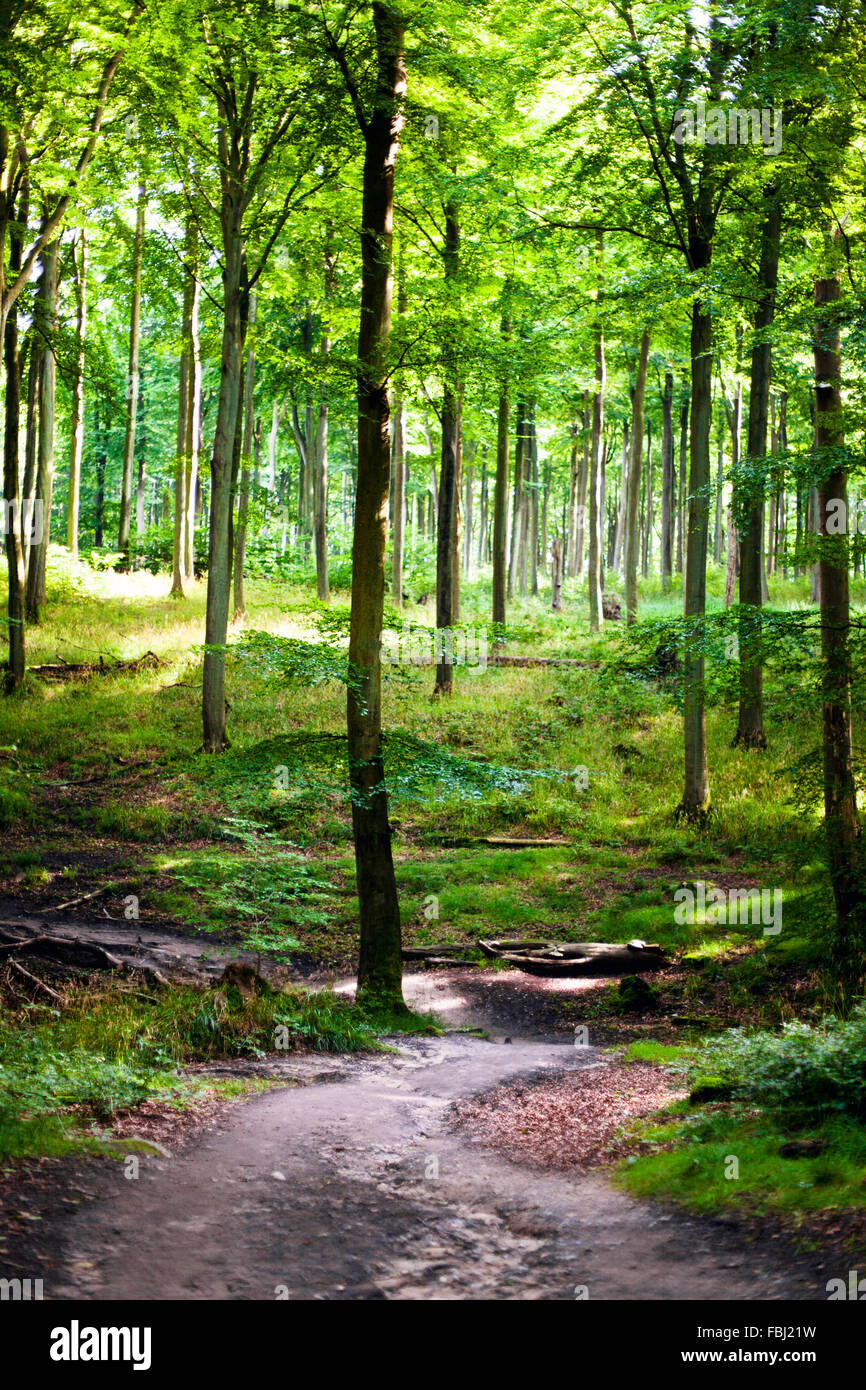 Forest path in beech woods Stock Photo - Alamy