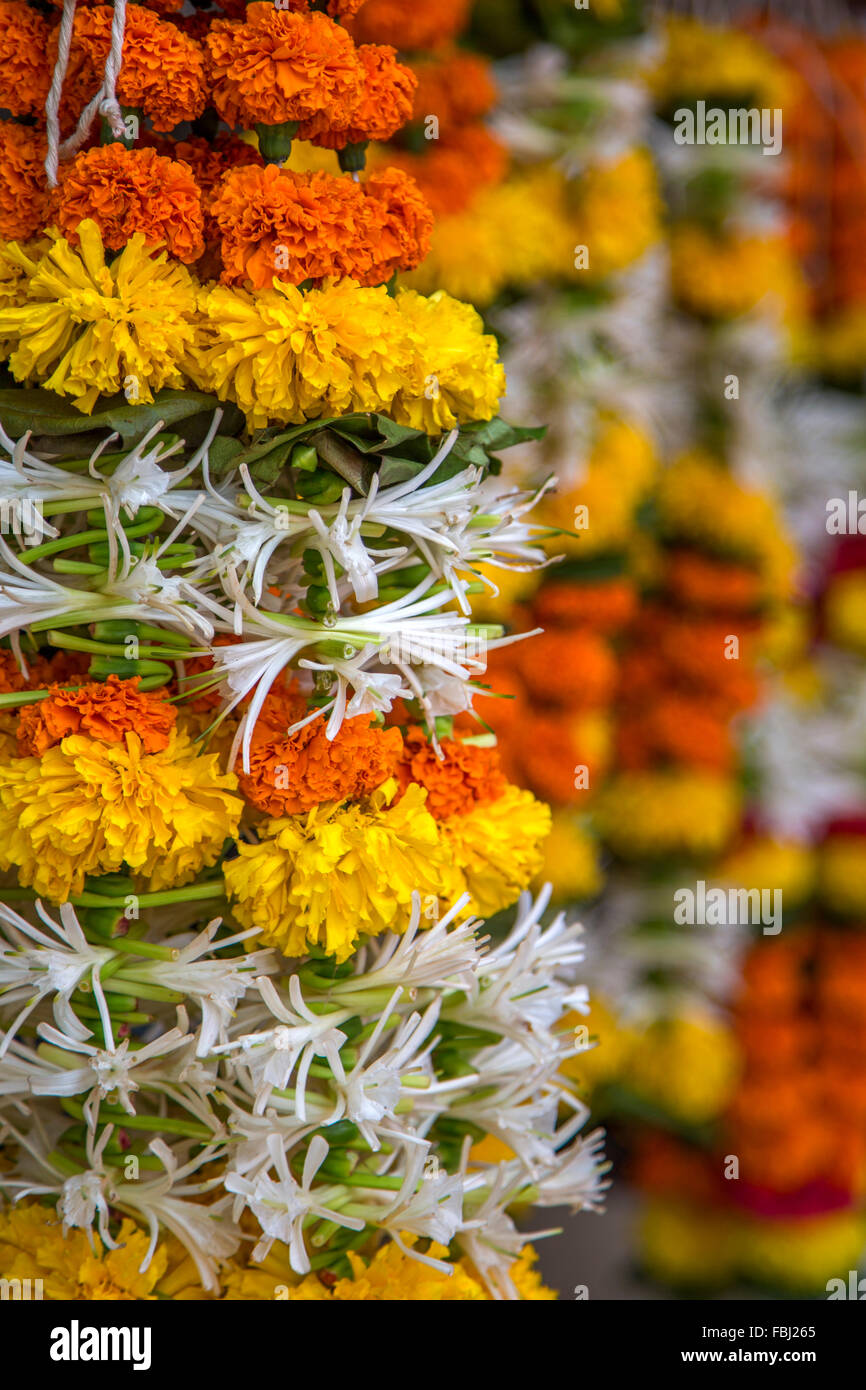 Marigold flower asia hi-res stock photography and images - Alamy