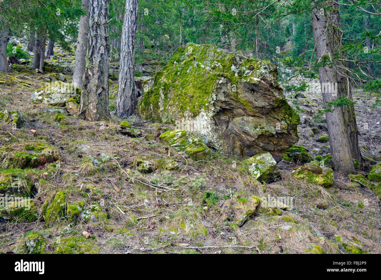 impressive boulder in the steep mountain forest Stock Photo - Alamy