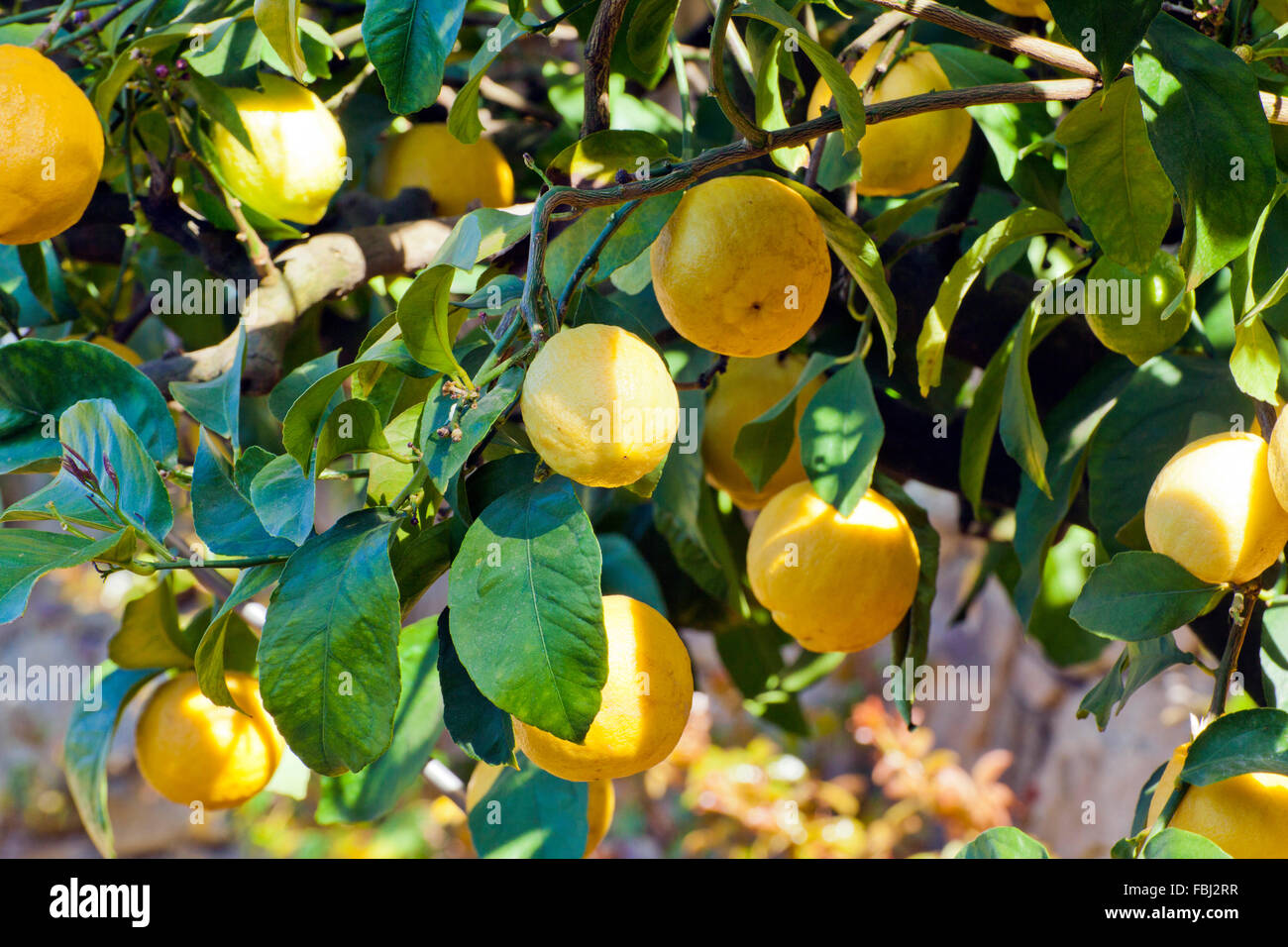 Lemon tree with fruits Stock Photo - Alamy