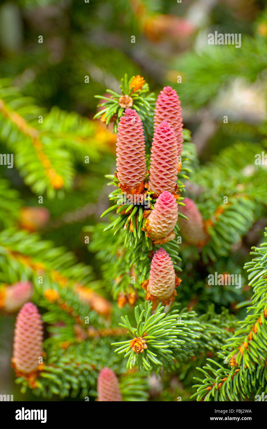 young fir cones Stock Photo - Alamy