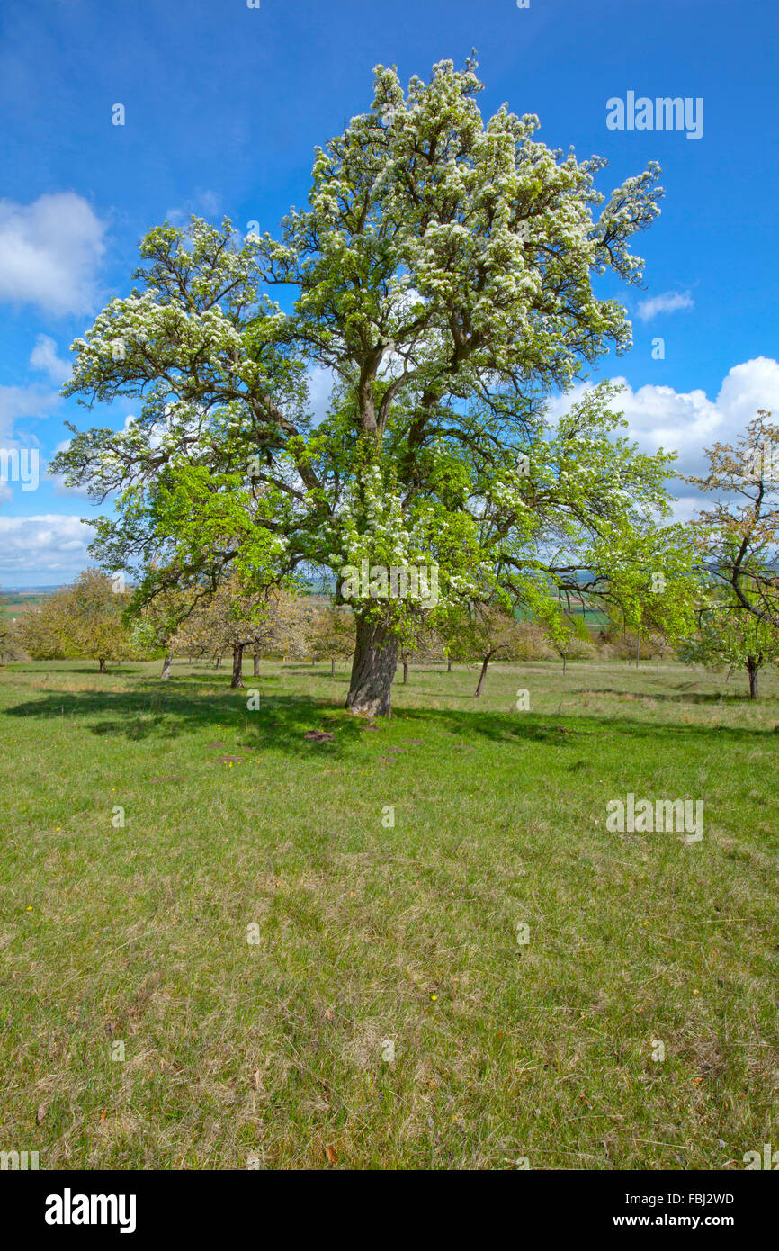 impressive pear tree Stock Photo - Alamy