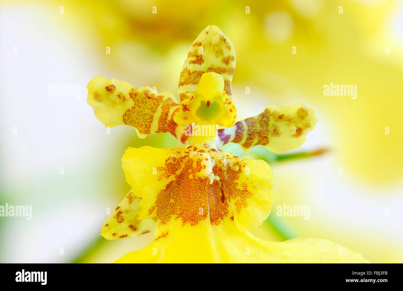 Oncidium hi-res stock photography and images - Alamy