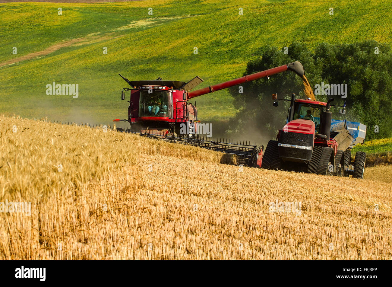 Case combine unloading to a grain chart while harvesting wheat in the ...