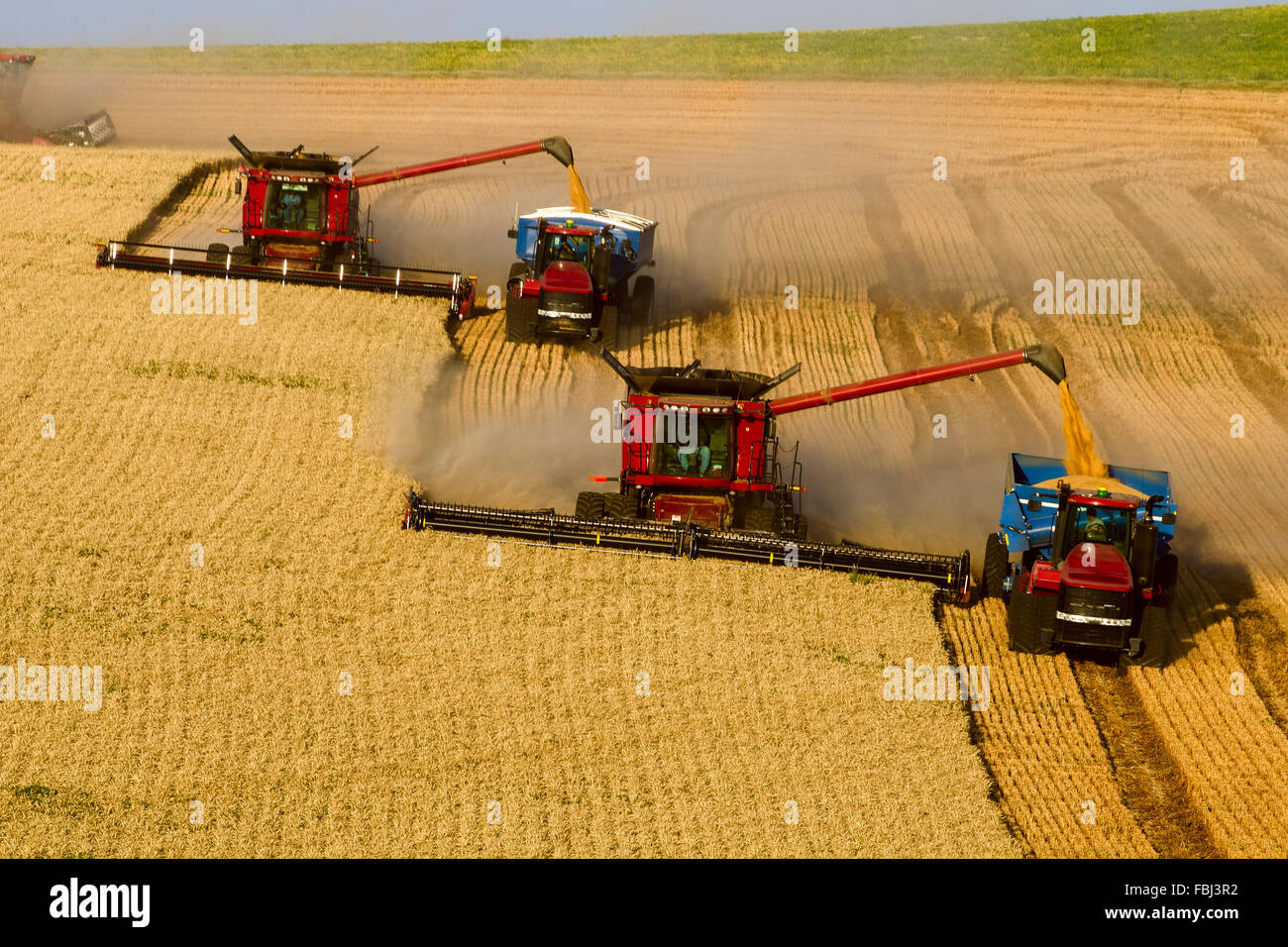 Case combines harvesting wheat and unloading on the go to grain carts ...