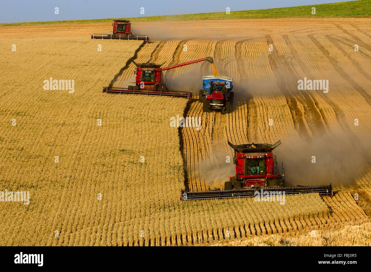 Case combines harvesting wheat and unloading on the go to grain carts ...