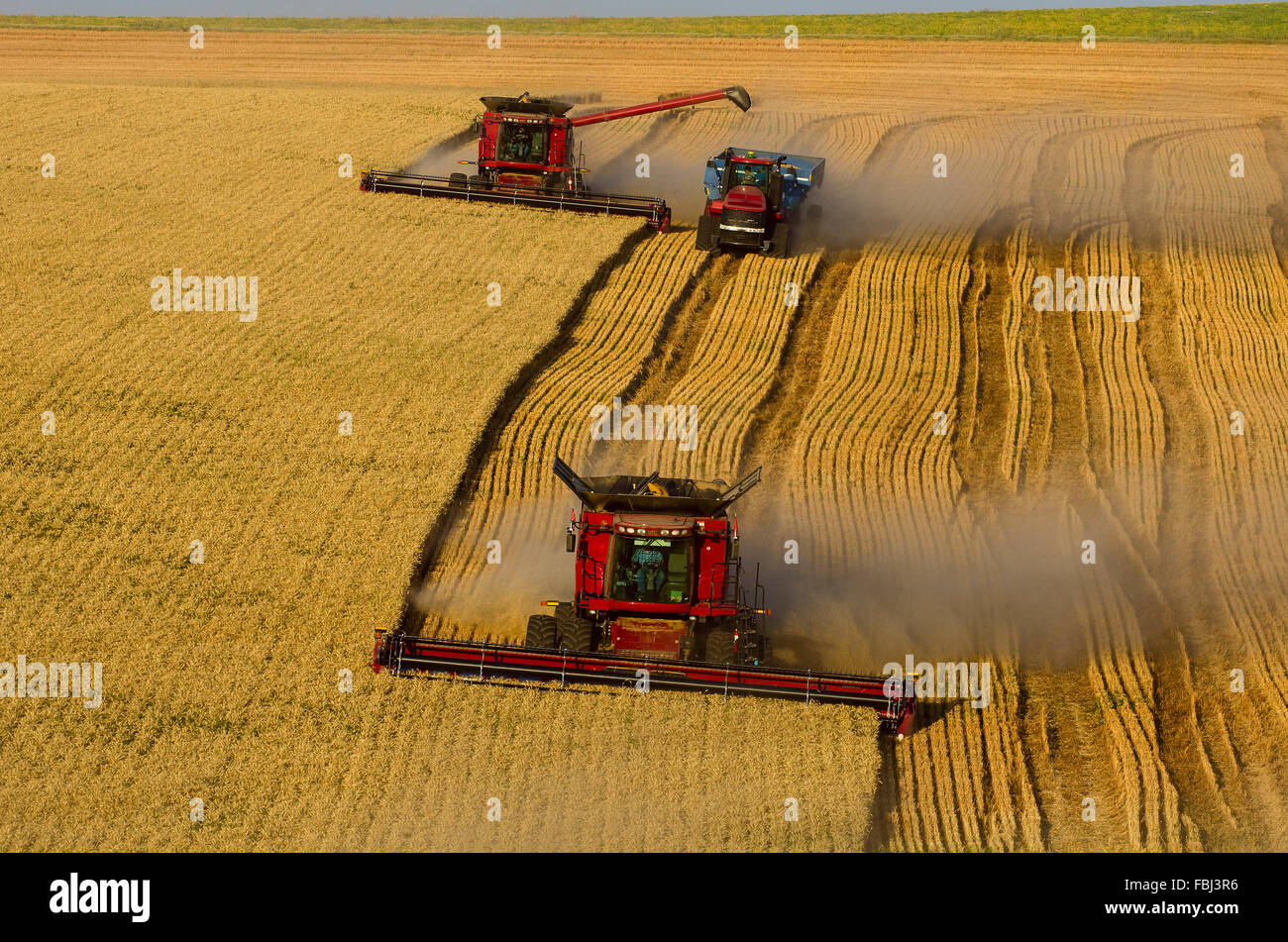 Case combines harvesting wheat and unloading on the go to grain carts ...