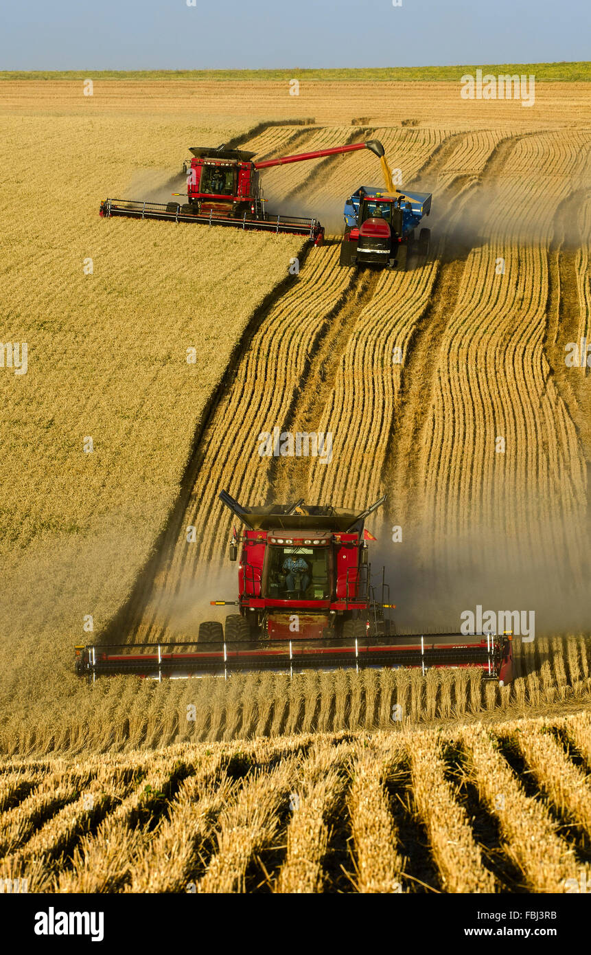 Case combines harvesting wheat and unloading on the go to grain carts ...