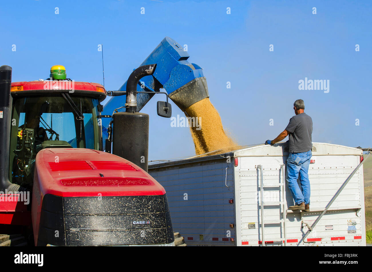 Grain cart loading a grain truck during harvest in the Palouse region ...
