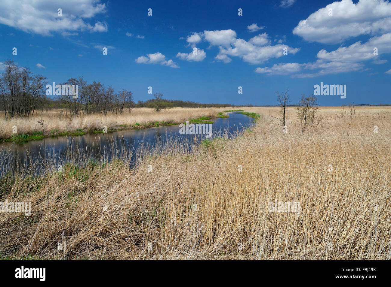 Landscape of the river plain at the tributaries of the Dziwna near ...