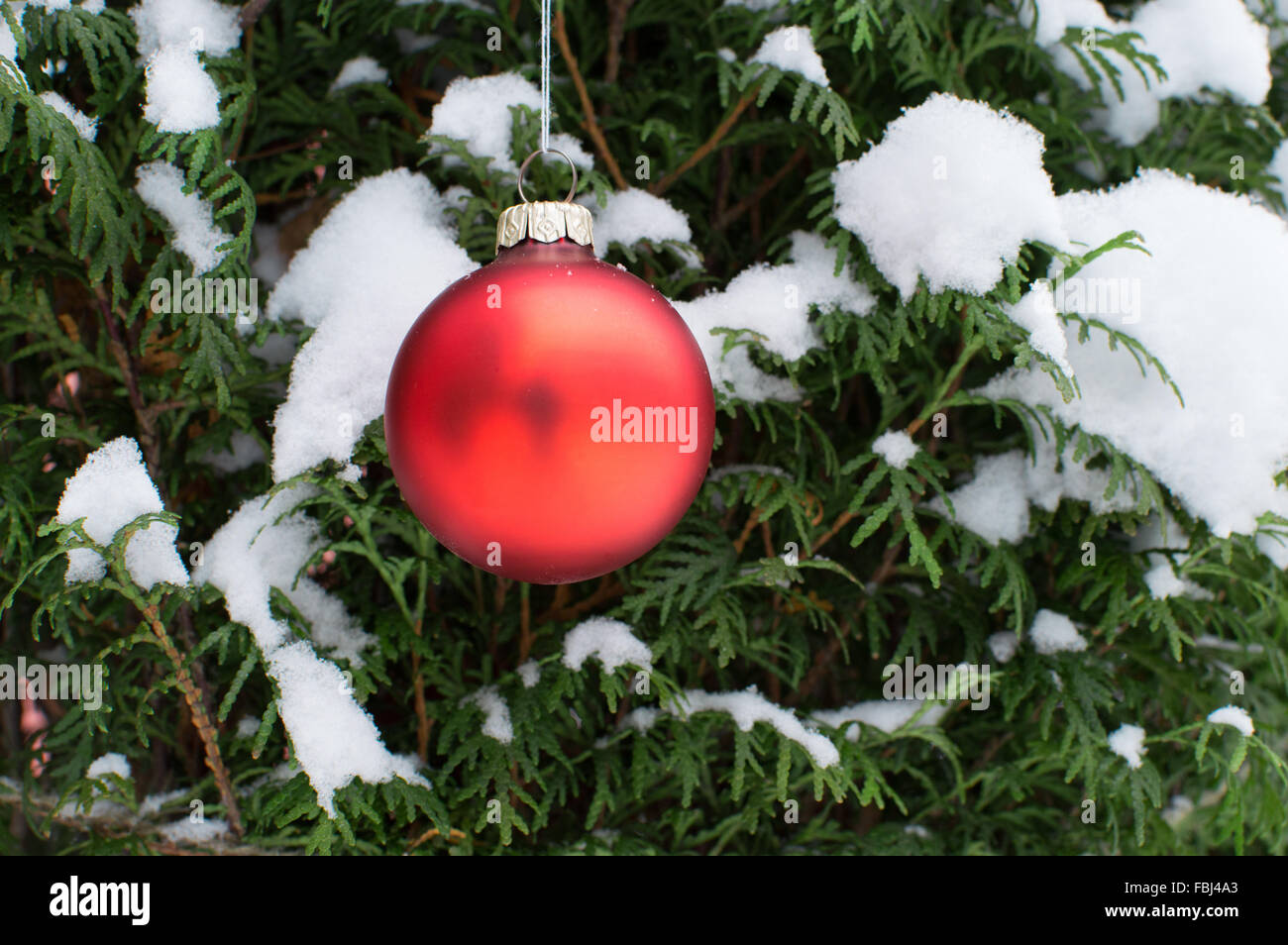 Christmas tree ball on live tree. Large resolution Stock Photo - Alamy