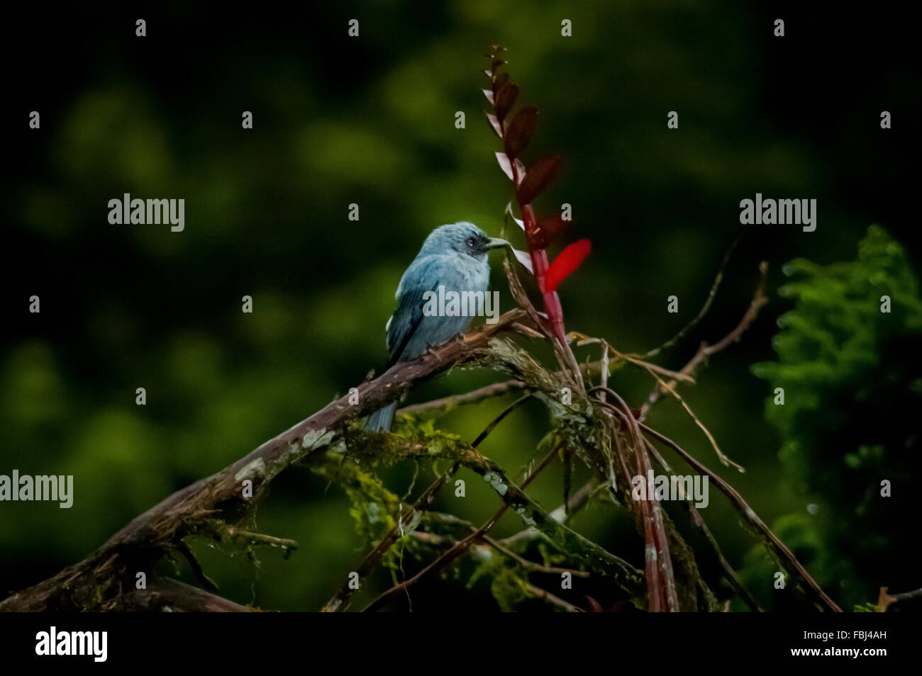 Pale blue flycatcher (Cyornis unicolor) in a background of submontane ...