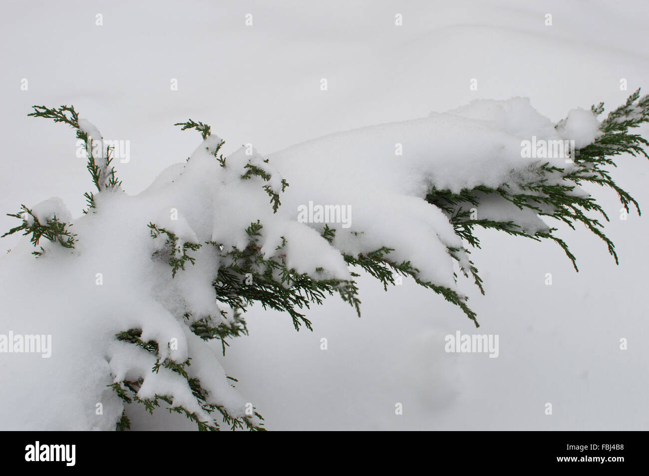 juniper branch under snow. Natural cloudy light Stock Photo - Alamy