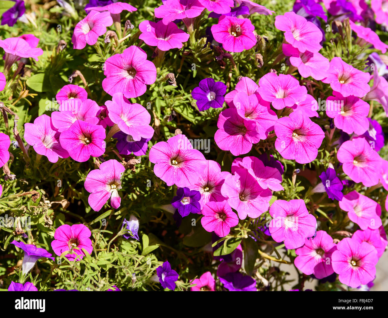 Petunia Flowers In Summer Stock Photo - Alamy