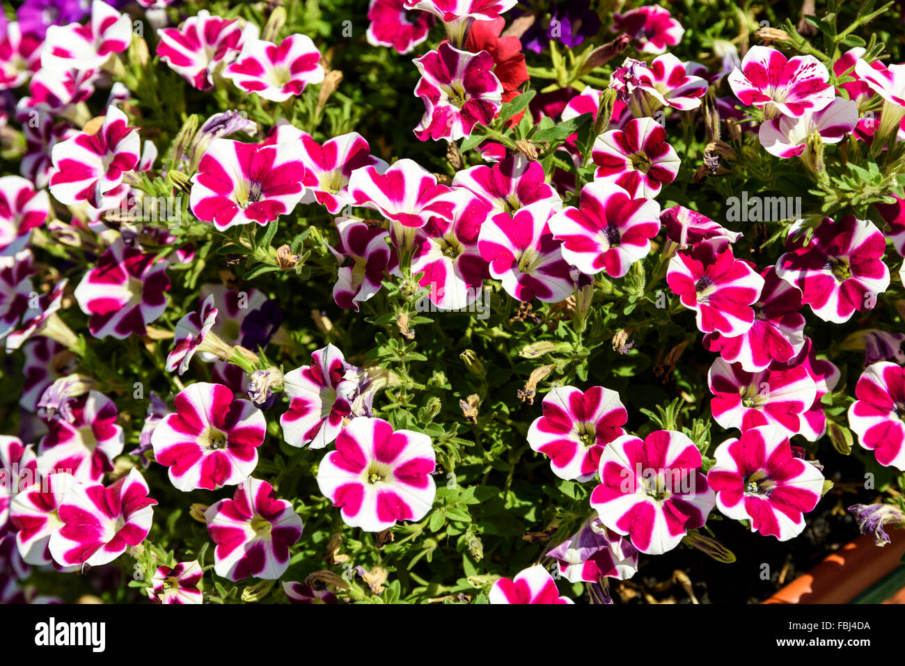 Summer petunia flowers hi-res stock photography and images - Alamy