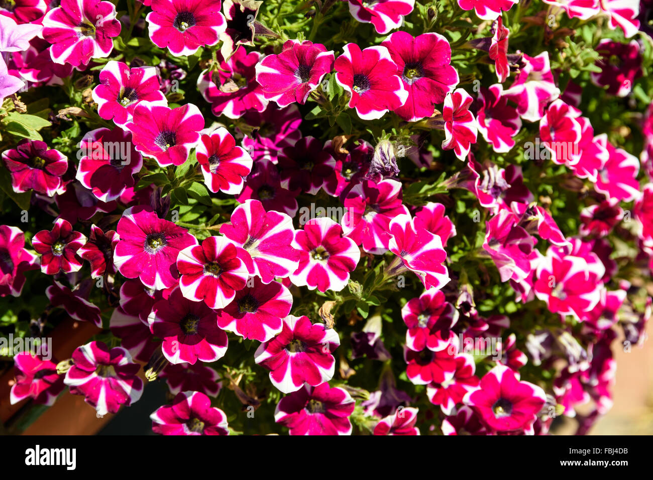 Petunia Flowers In Summer Stock Photo - Alamy