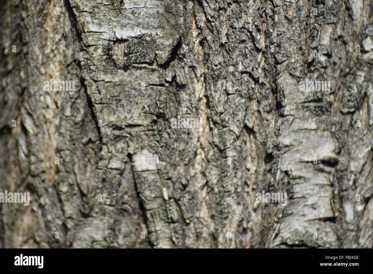 Background from poplar bark. Texture of bark of a tree Stock Photo - Alamy