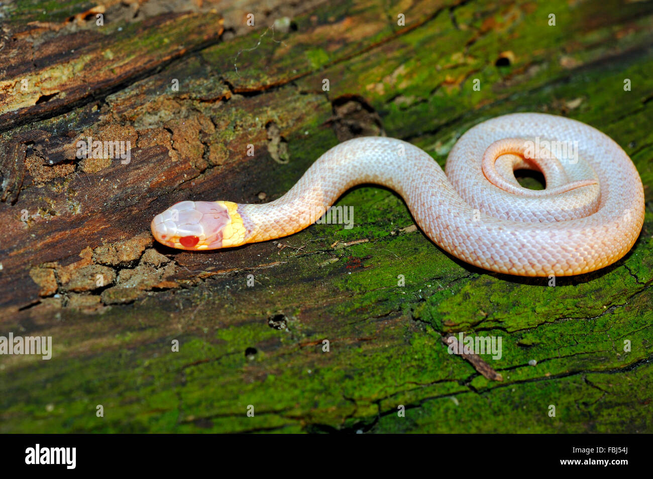 Albino Snake Red Eyes