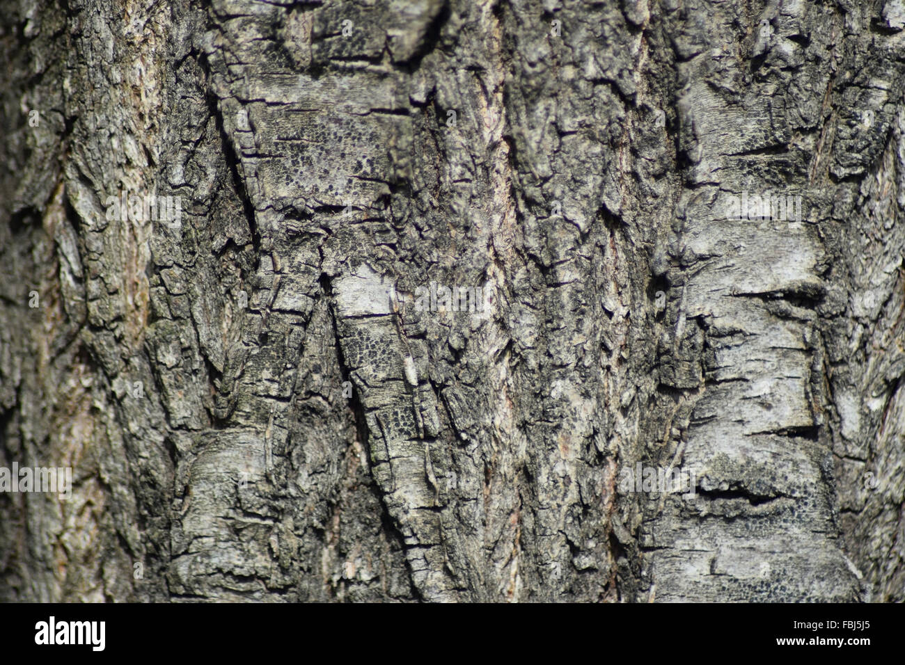 Background from poplar bark. Texture of bark of a tree Stock Photo - Alamy