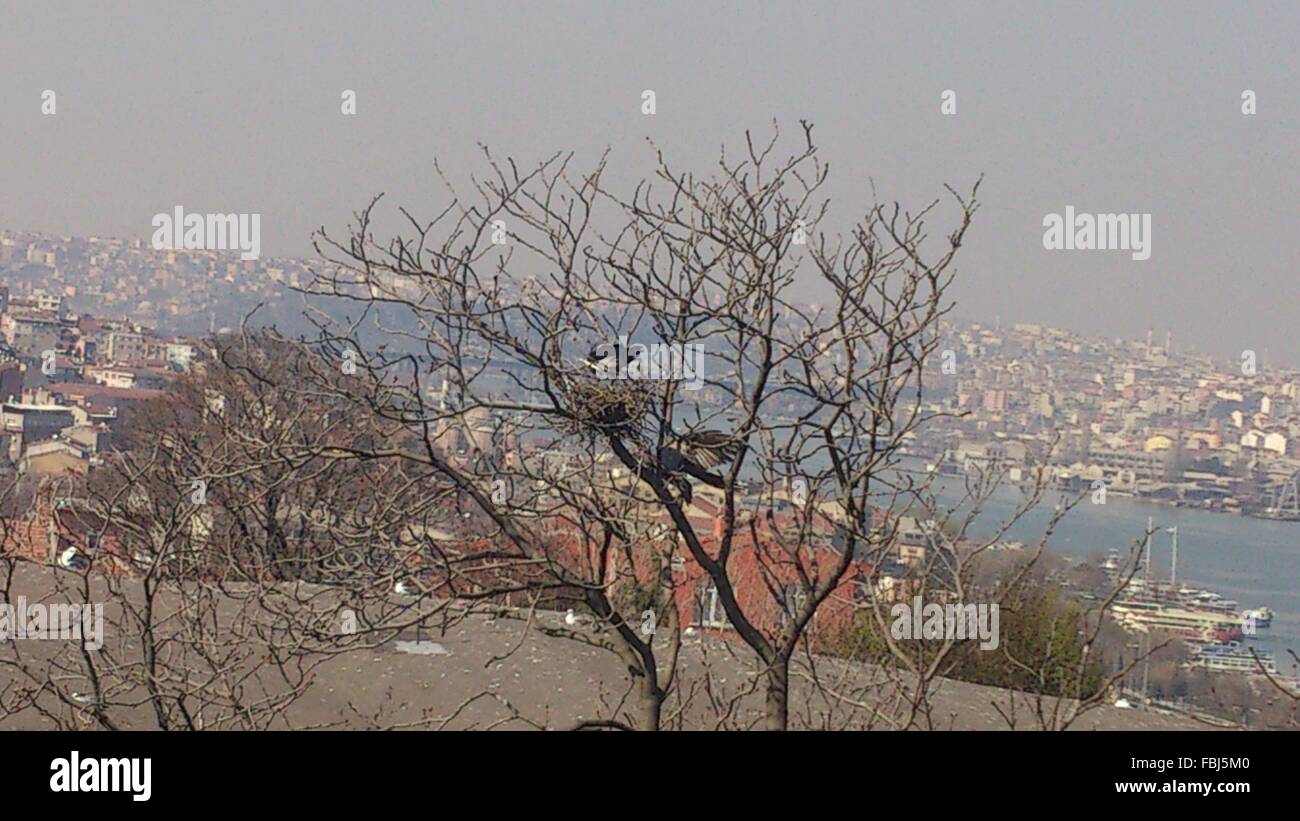 Black crow nest on naked tree branches with landscape of Eminonu ...