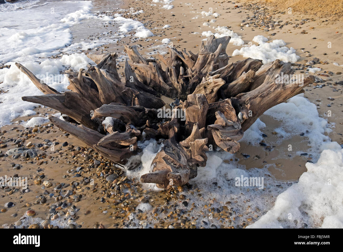 Tree stump on the beach due to coastal erosion Stock Photo - Alamy