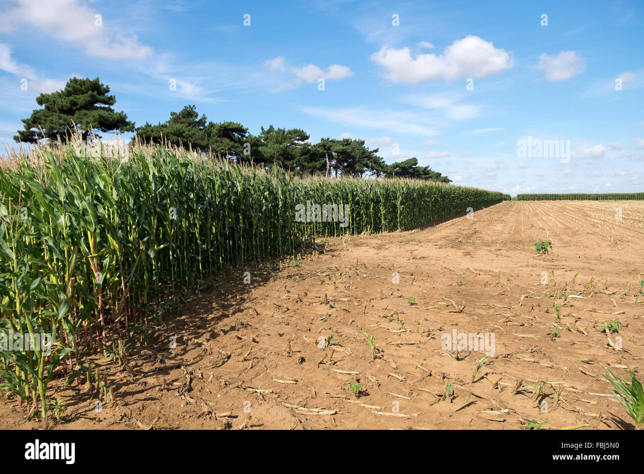 Maize crop partly harvested for the production of biogas, Bawdsey ...