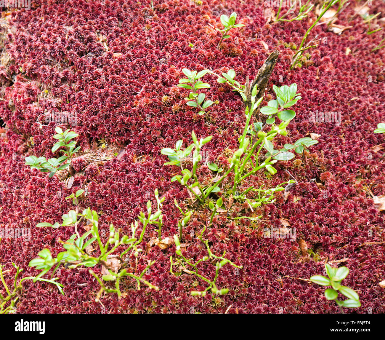 Magellanicum hi-res stock photography and images - Alamy