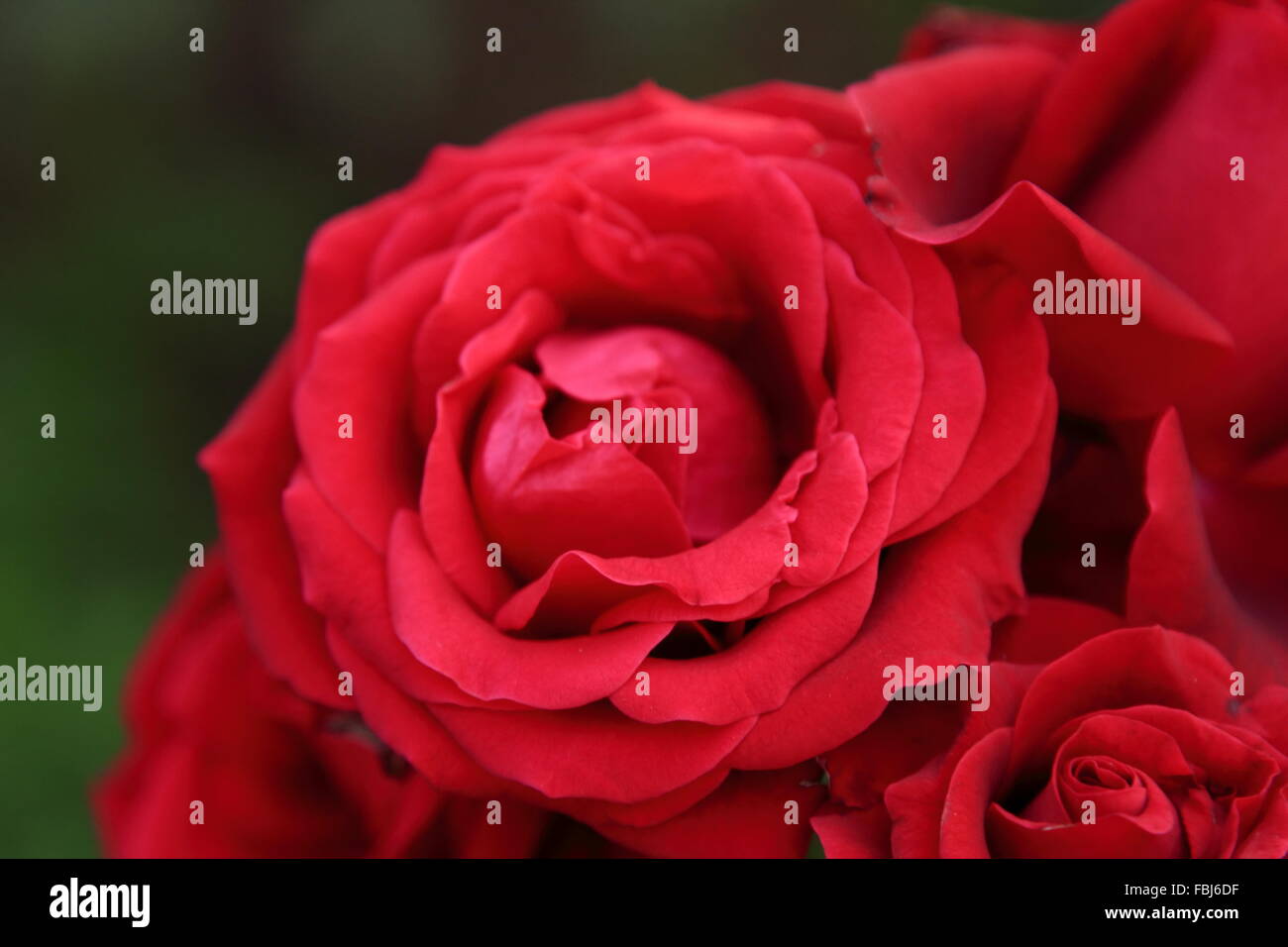 Red rose close up outside Stock Photo - Alamy