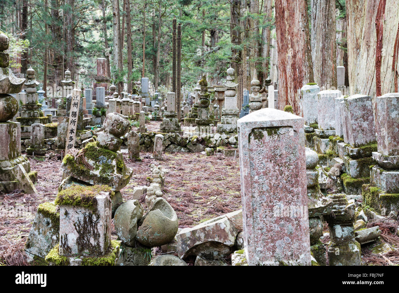 Japan, Koyasan, famous Okunoin cemetery. Opening in cedar forest with ...