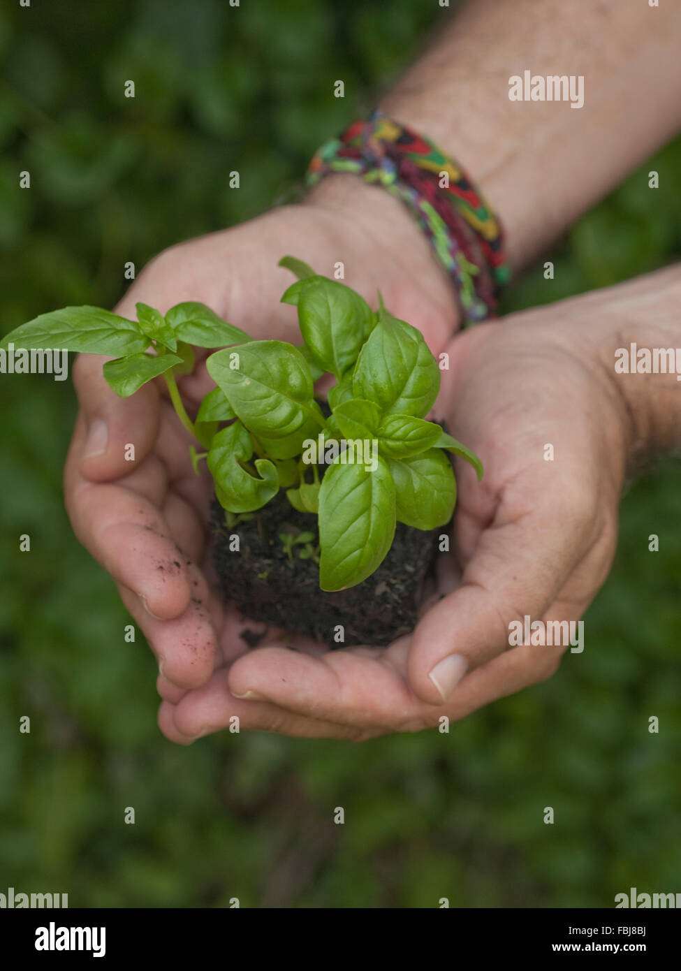 Mans herb hi-res stock photography and images - Alamy