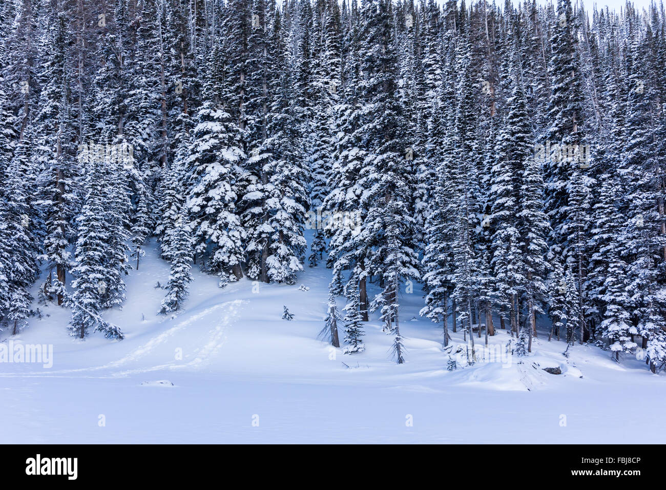 Snowy trees line Dream Lake in winter accessible only by snow shoe or ...