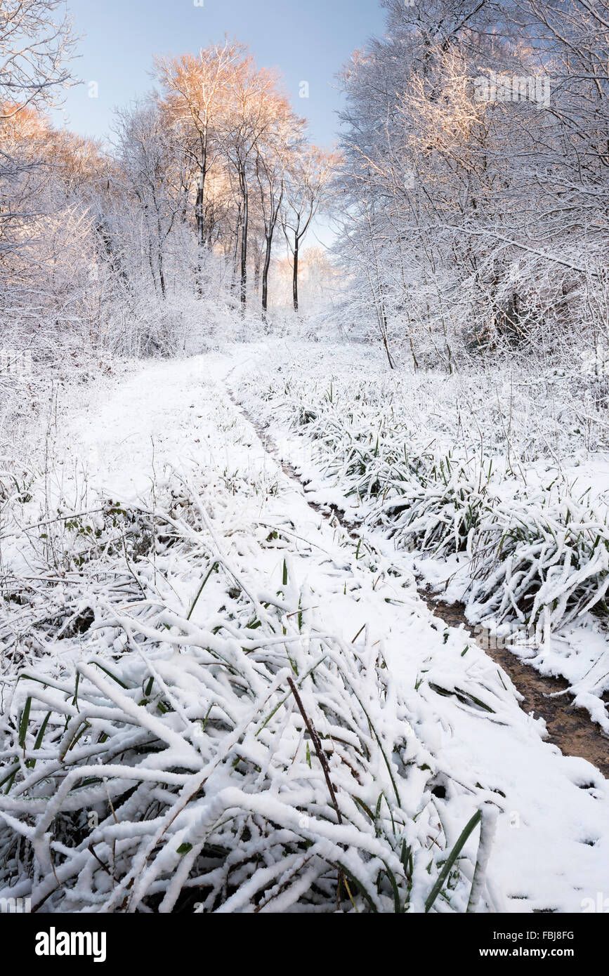 Carex pendula winter hi-res stock photography and images - Alamy