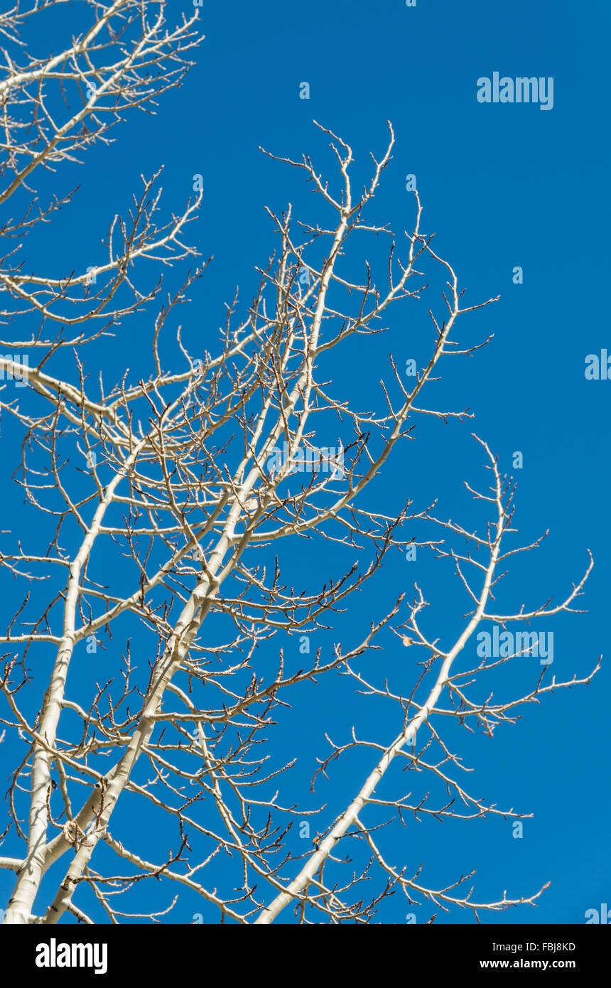 Branch of white tree with blue sky 2 Stock Photo - Alamy