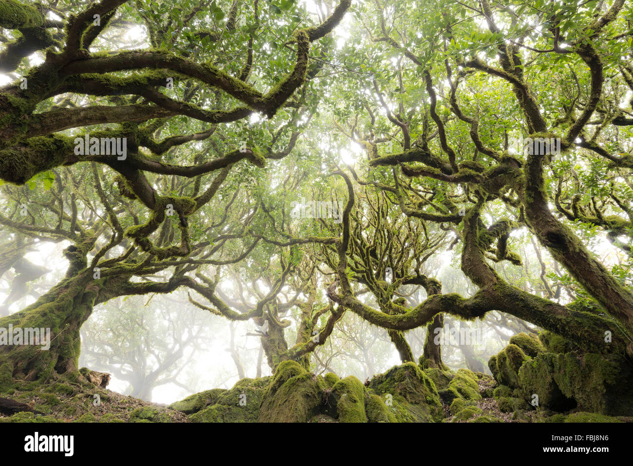 Portugal, Madeira,d, UNESCO-world heritage, fog, path, grove, tree ...