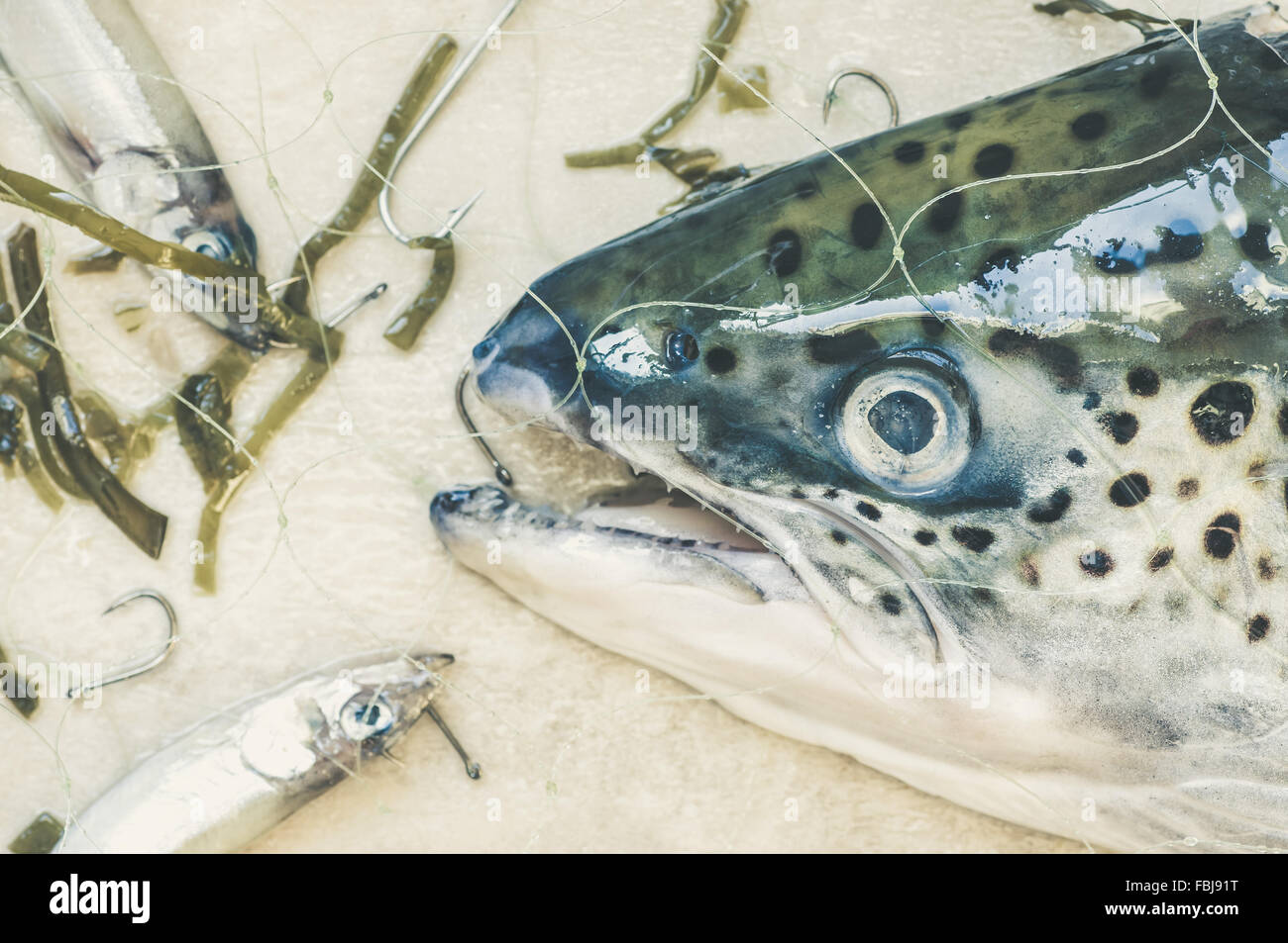 Fish head and a small fish on a fishing trip Stock Photo - Alamy