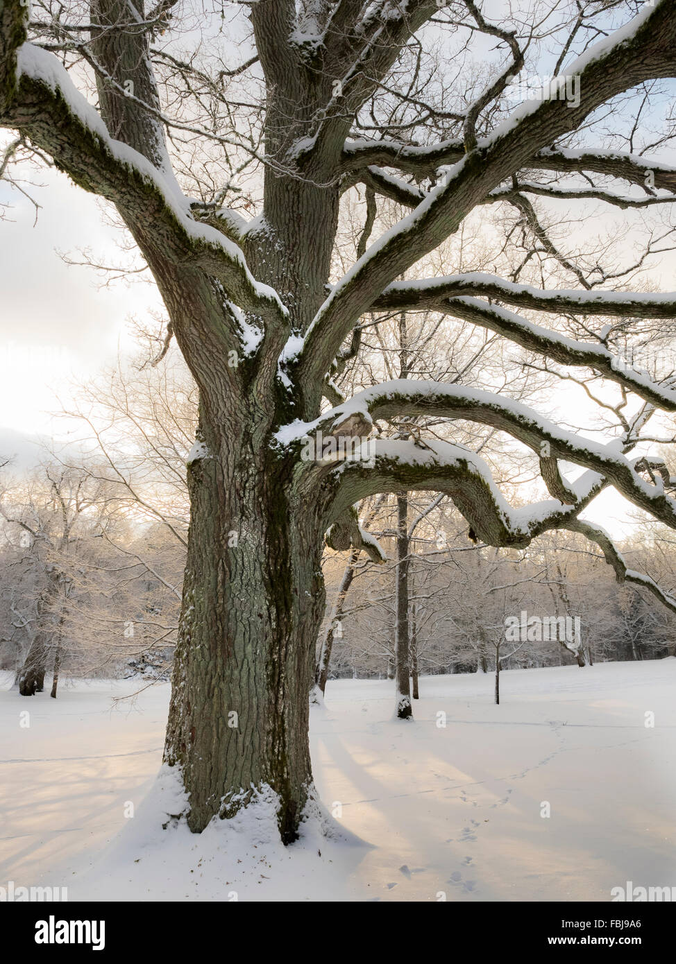Cold oak hi-res stock photography and images - Alamy