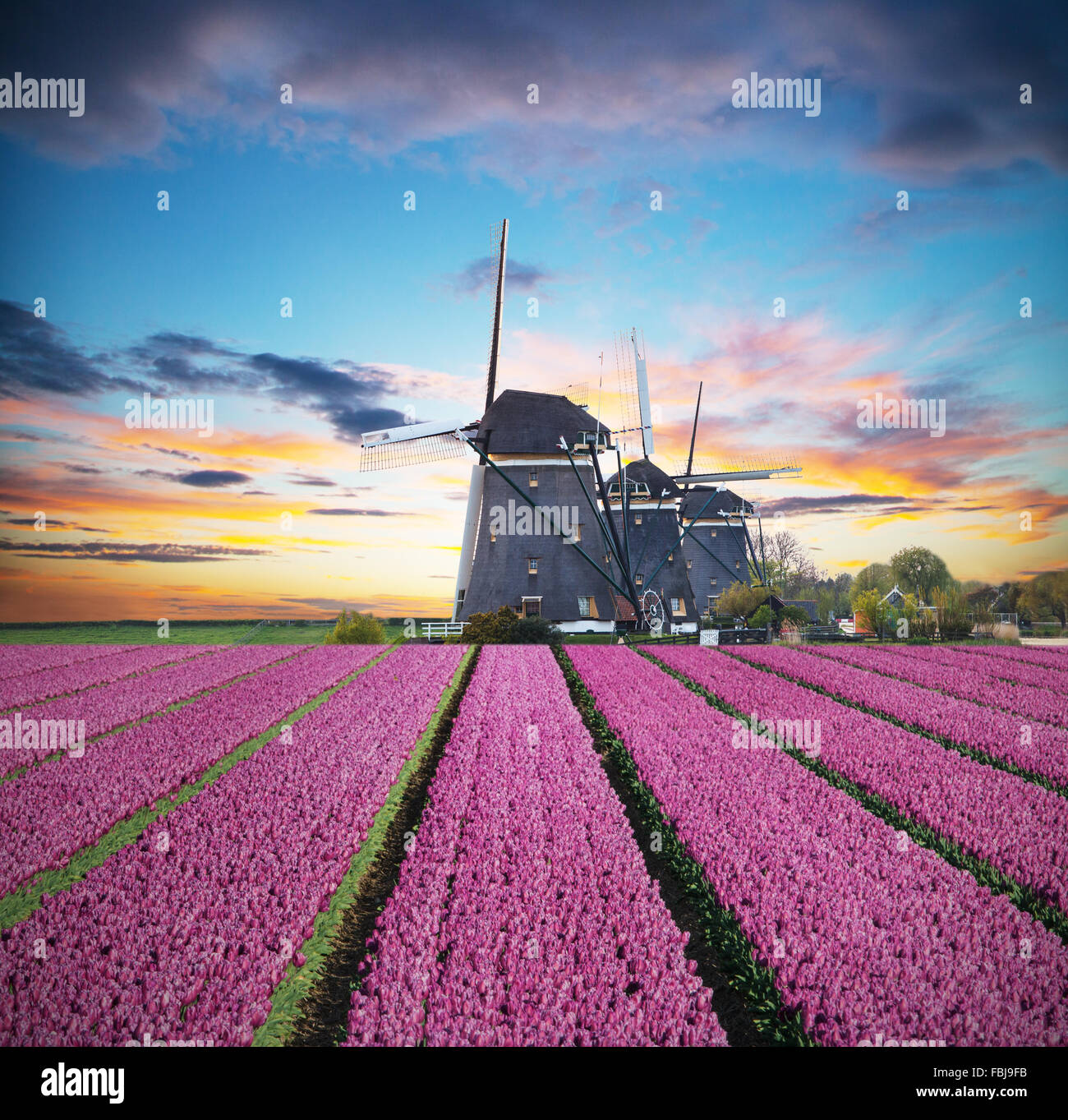 Vibrant tulips field with Dutch windmill Stock Photo - Alamy