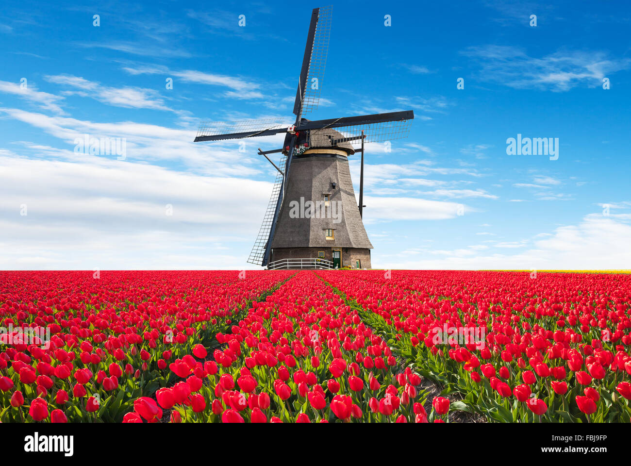 Windmill tulips hi-res stock photography and images - Alamy