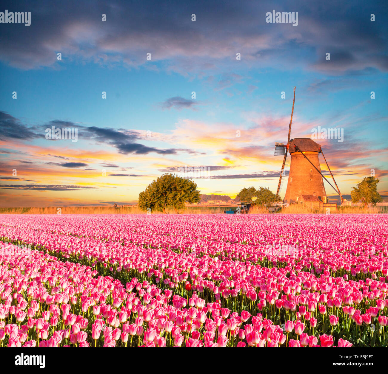 Vibrant tulips field with Dutch windmill Stock Photo - Alamy