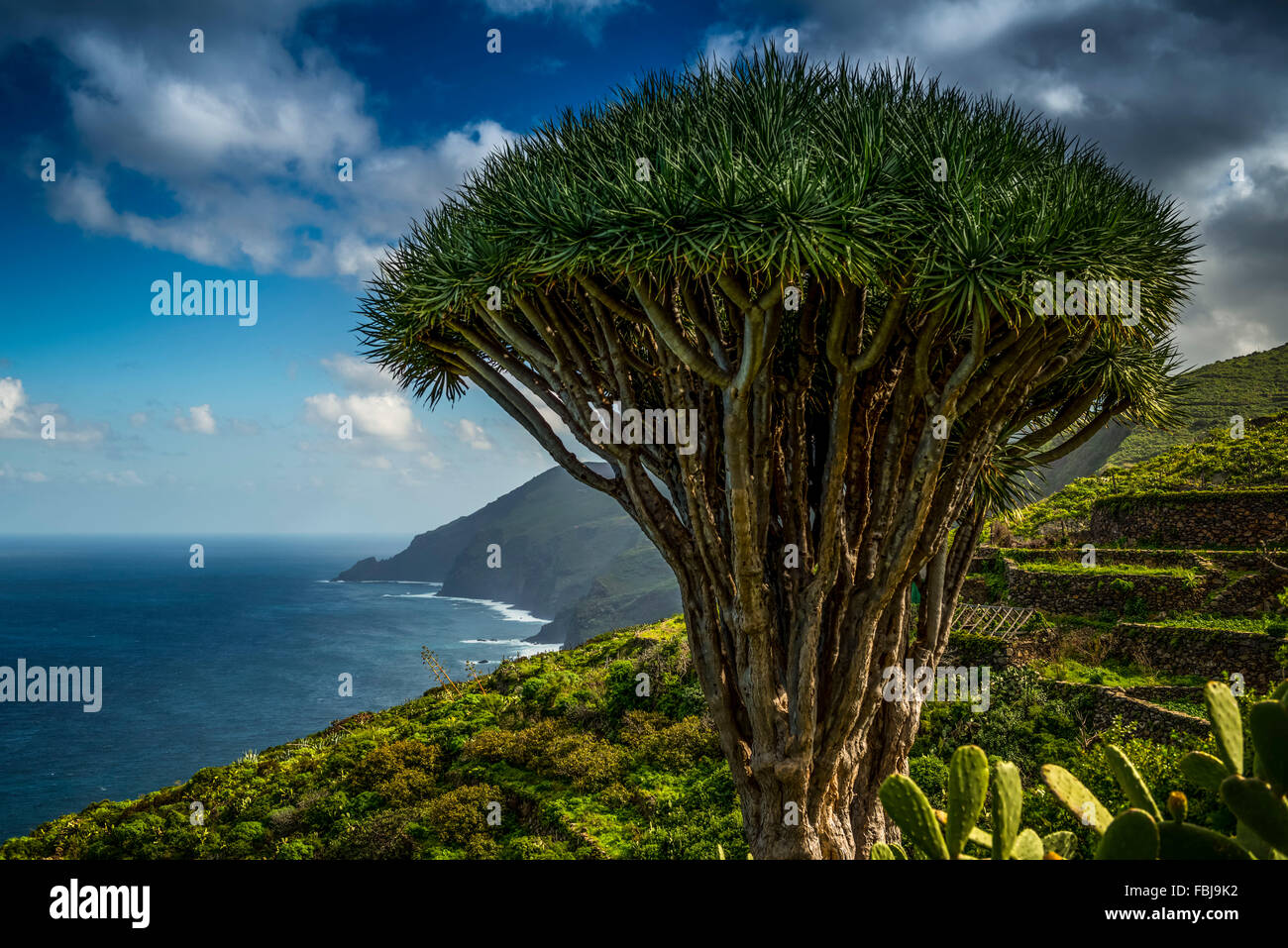 El tablado hi-res stock photography and images - Alamy