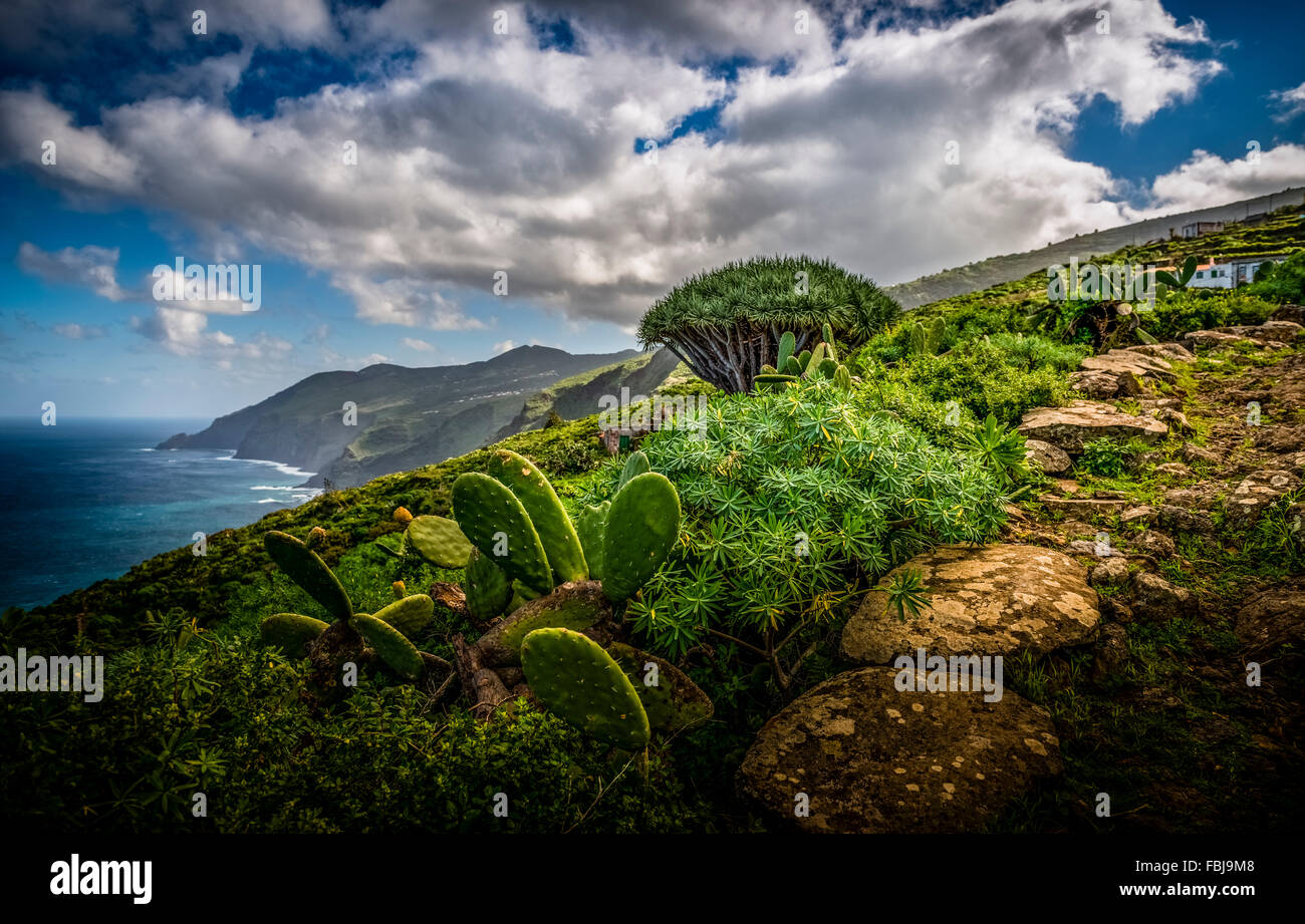 Spain, the Canaries, La Palma, El Tablado Stock Photo - Alamy