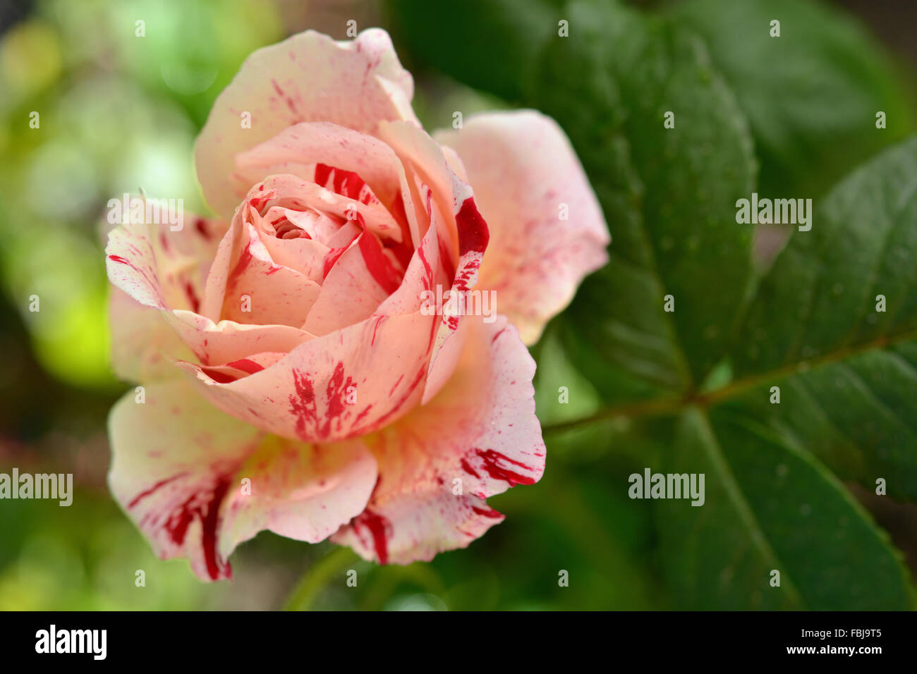 Scentimental Floribunda Rose Close Up Stock Photo - Alamy