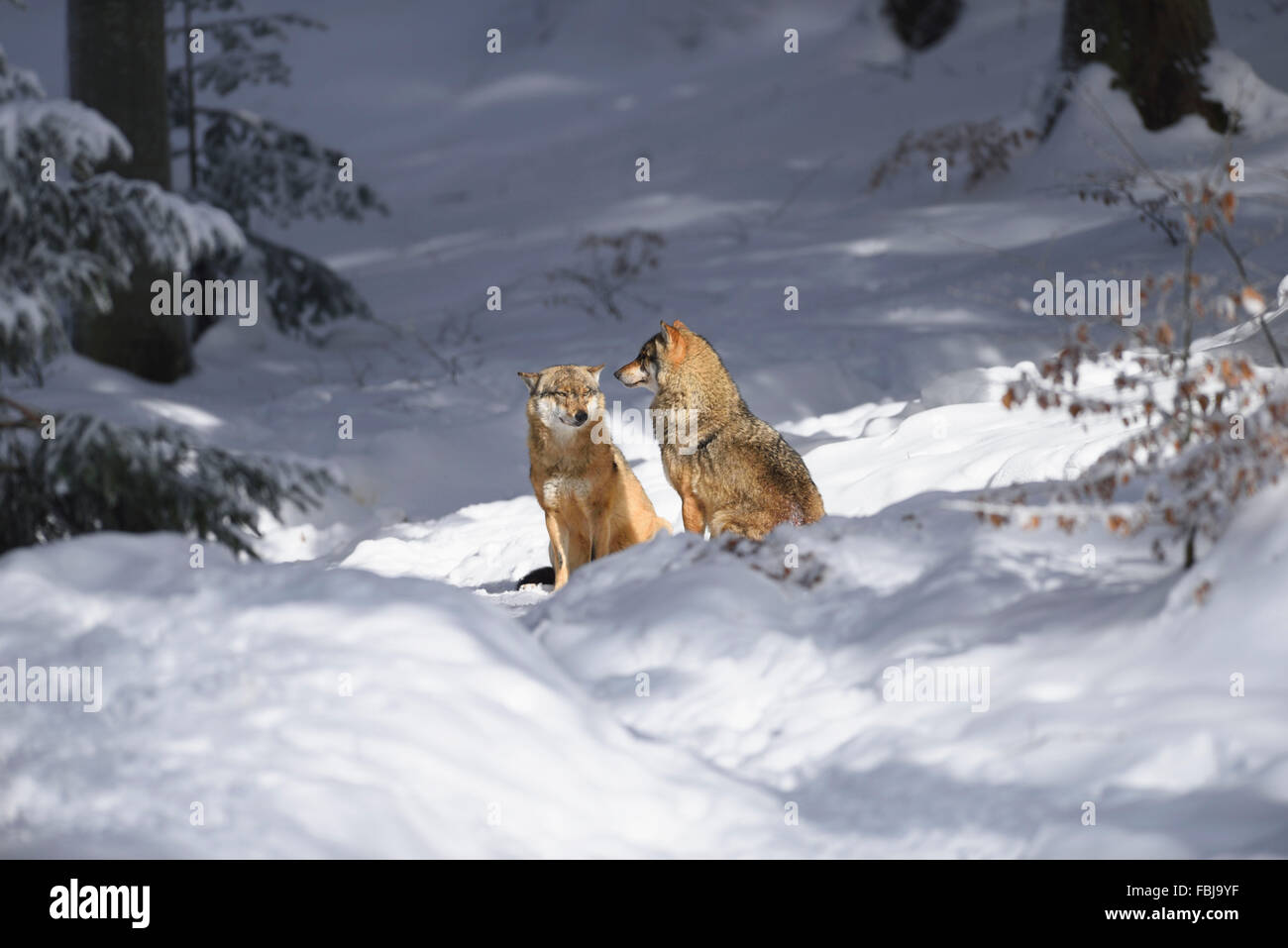 Wolf, Canis lupus, winter, side view, running Stock Photo - Alamy