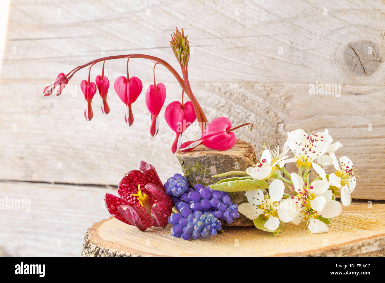 Still life with different fresh flowers, bleeding heart, chess flower ...