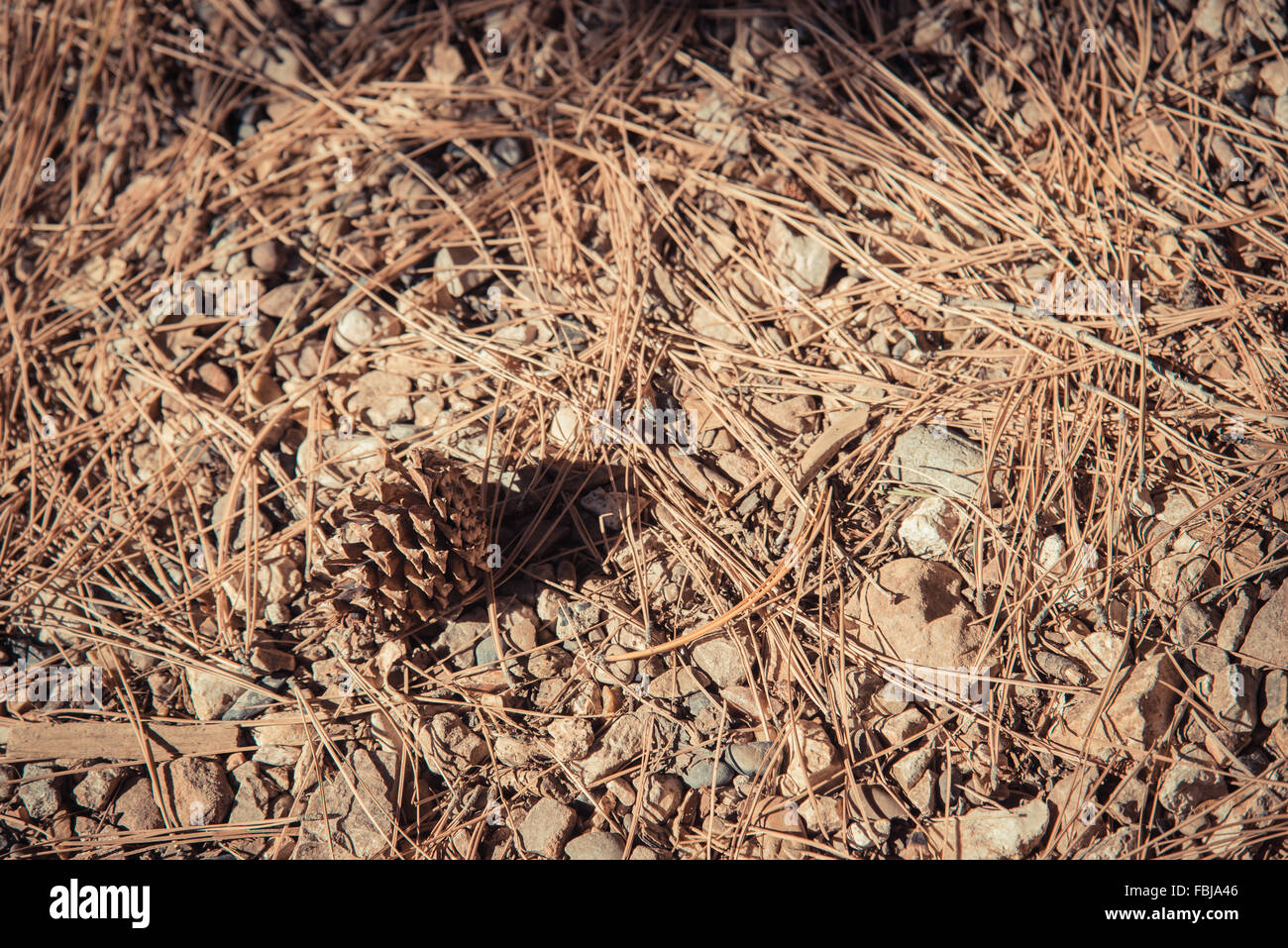 Pine cone fall down on the floor in Classic theme Stock Photo - Alamy