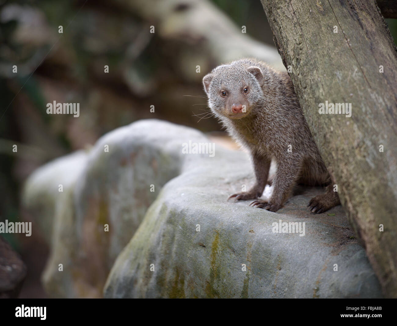 Animal shelter home africa hi-res stock photography and images - Alamy