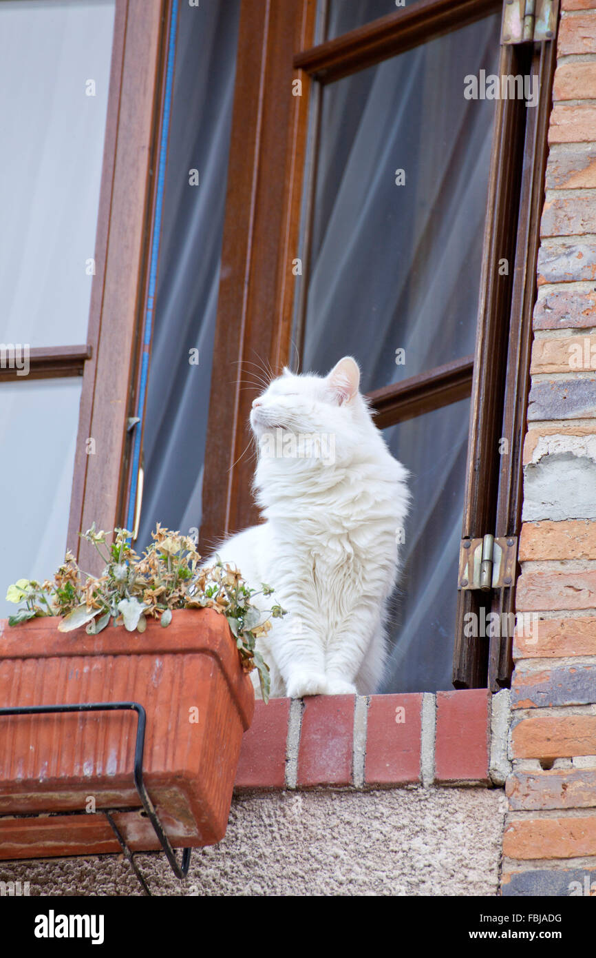 white cat at the window Stock Photo - Alamy