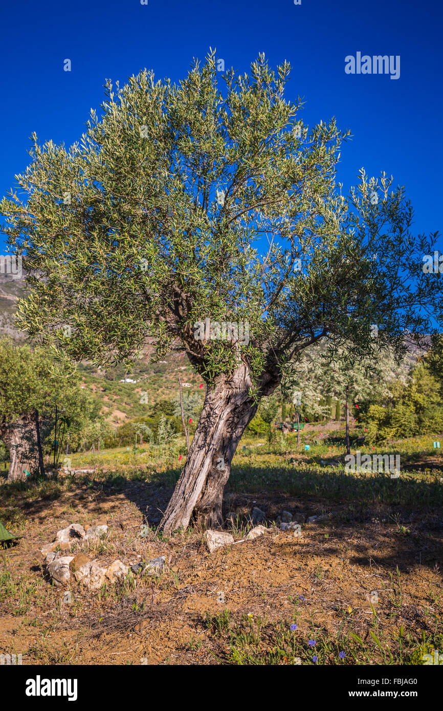 Centennial olive hi-res stock photography and images - Alamy
