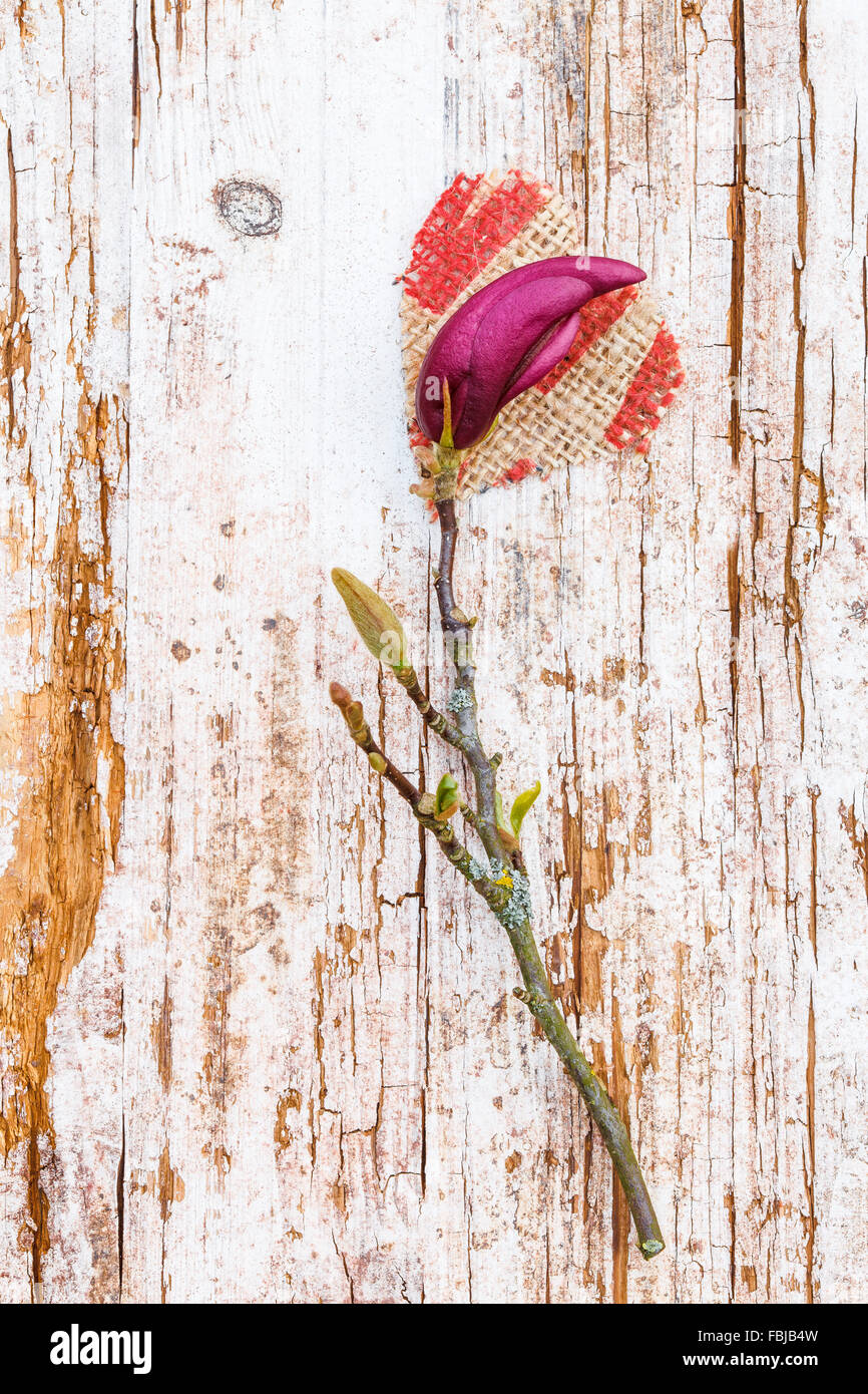 Magnolia flower heart hi-res stock photography and images - Alamy